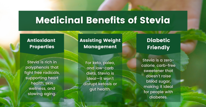 How to Grow Sweet Stevia and Its Medicinal Uses: